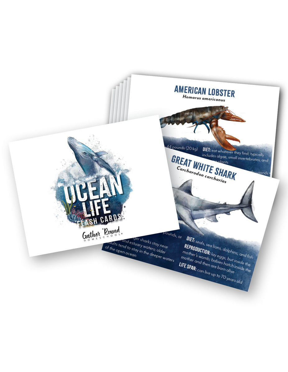 Ocean Life Flashcards – Gather 'Round Homeschool