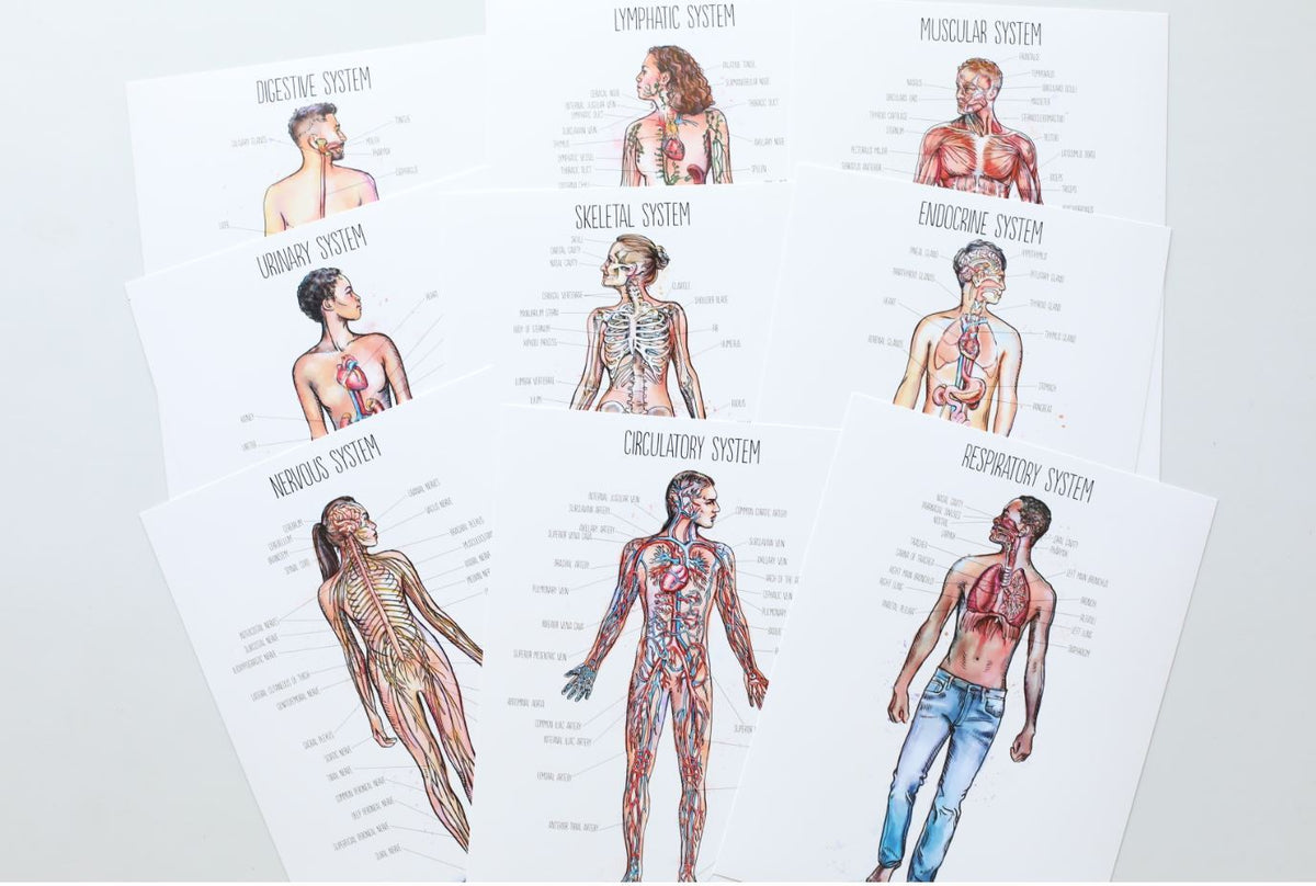 Human Body Digital Posters in Watercolor – Gather 'Round Homeschool