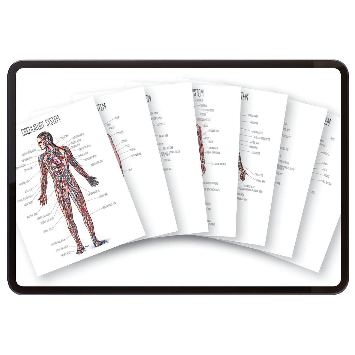 Human Body Digital Posters in Watercolor – Gather 'Round Homeschool